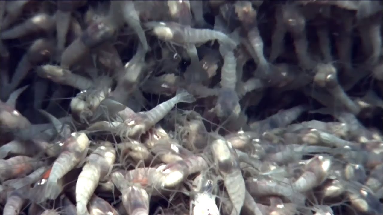 Extreme Shrimp May Hold Clues to Alien Life - YouTube