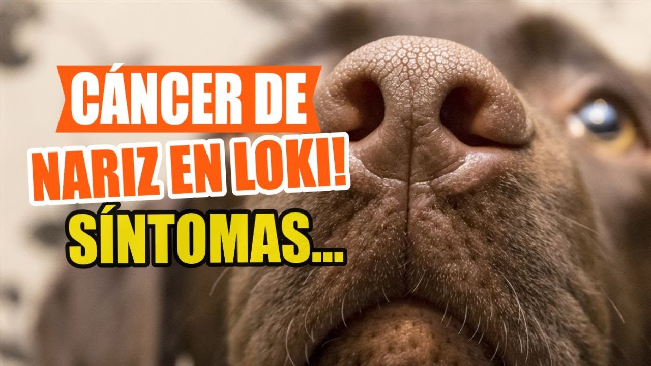 CÁNCER de NARIZ en PERROS: 🐶👇Síntomas, Causas y Tratamientos - YouTube