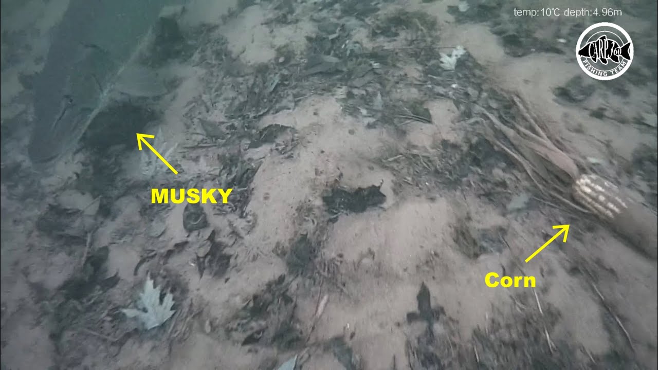 Delaware River PA - Underwater camera - musky, corn, packbait, boilies ...