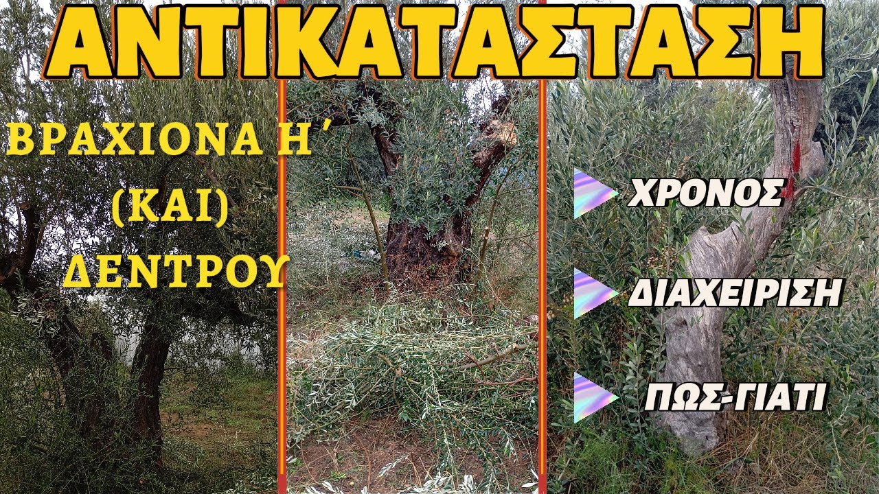 ΤΑ ΔΕΝΤΡΑ ΜΑΣ ΕΙΝΑΙ ΖΩΝΤΑΝΑ-ΑΝΤΙΚΑΤΑΣΤΑΣΕΙΣ-ΠΩΣ & ΓΙΑΤΙ#pruning # ...