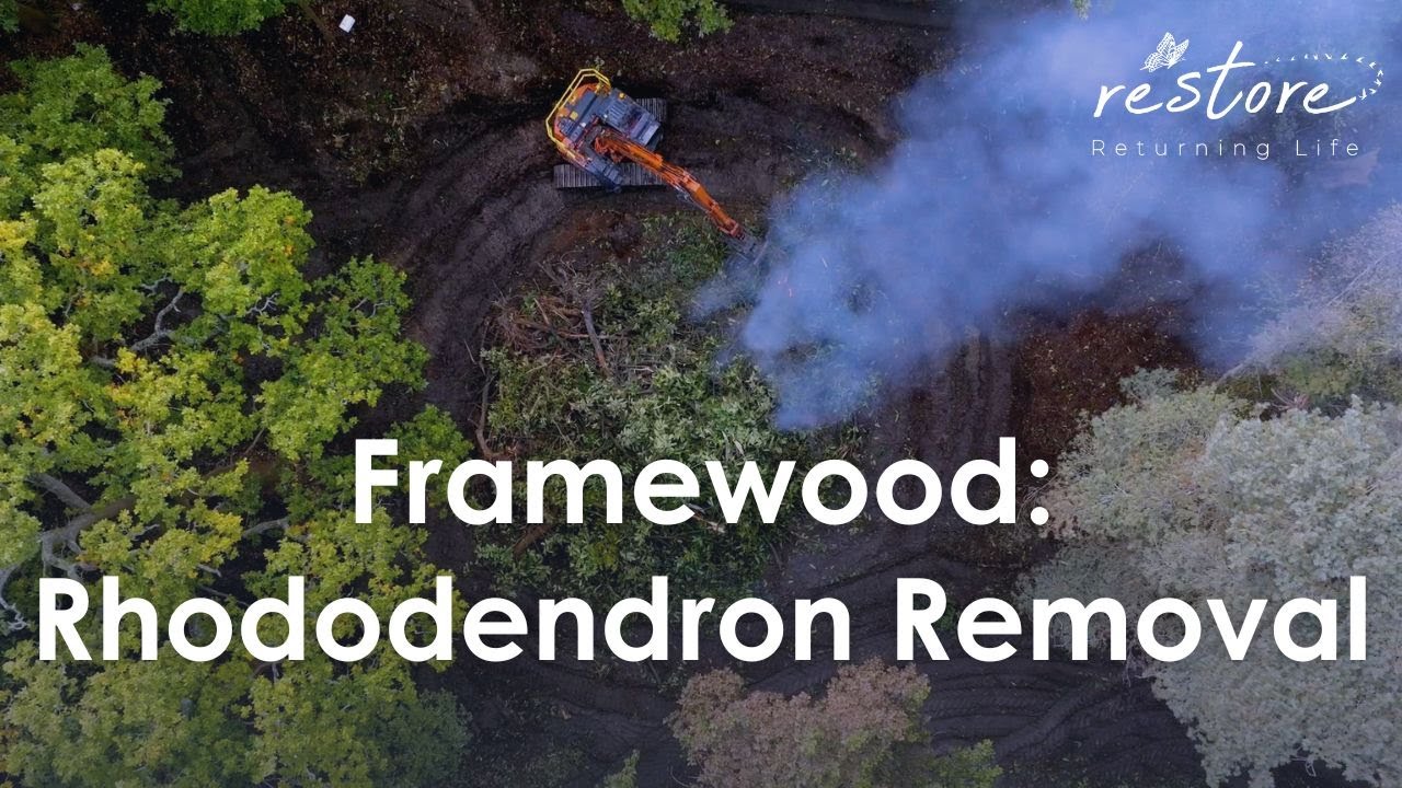 Seeing the wood for the trees - waving goodbye 20 tonnes of invasive ...