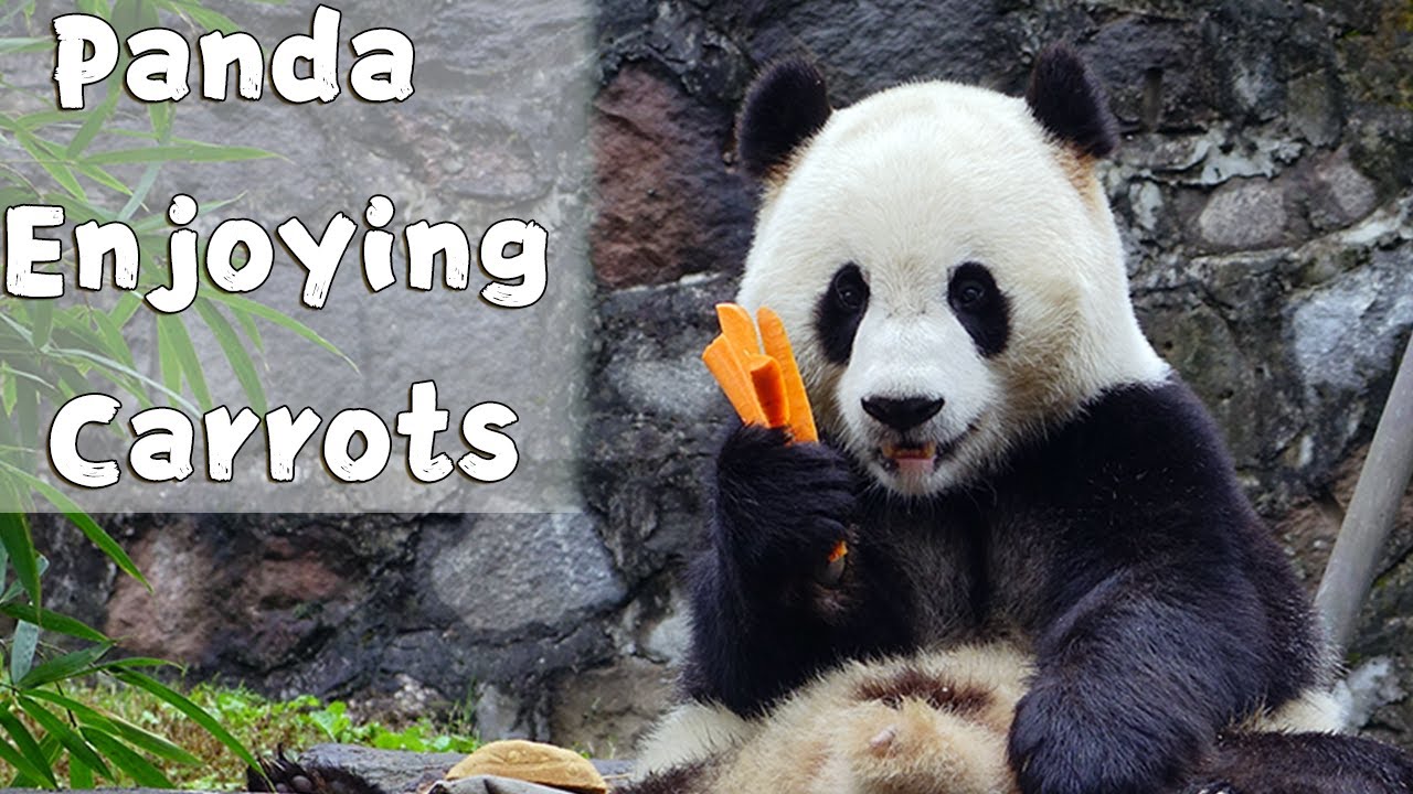 【Panda Billboard】Episode146 Panda Enjoying Carrots | iPanda - YouTube
