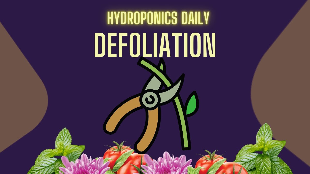 Defoliation - 6 key benefits for hydroponic crops - YouTube