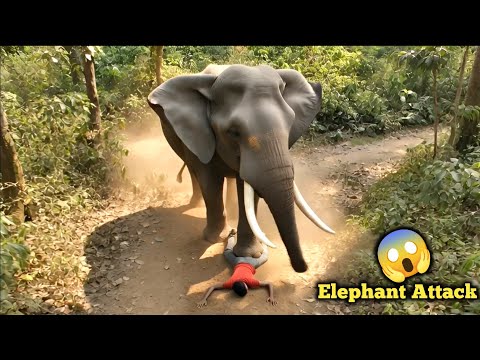 Elephant Attack video in forest | Elephant attack boys in jungle | Elephant Attack