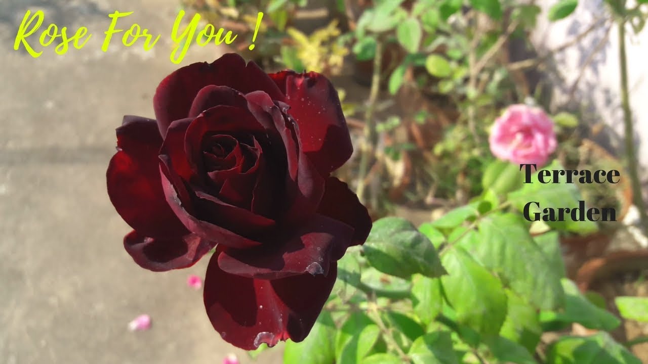 BEAUTIFUL ROSES IN MY TERRACE GARDEN ll Valentine's Day Roses - YouTube