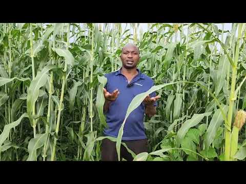 practical performance of sugar graze and power of seasons for success ...