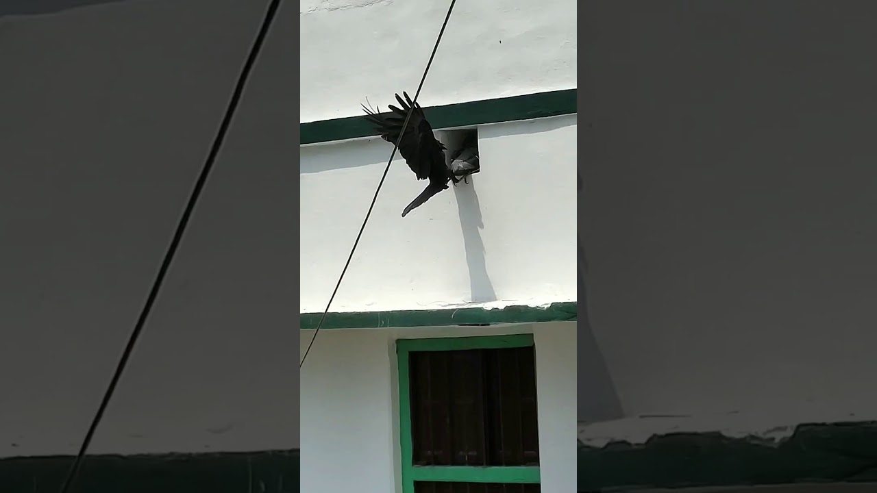 Crow Stealing pegeon egg - YouTube