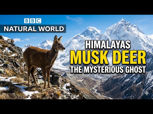 Himalayan Musk Deer Empirical Data Suggest That The Kashmir Musk Deer