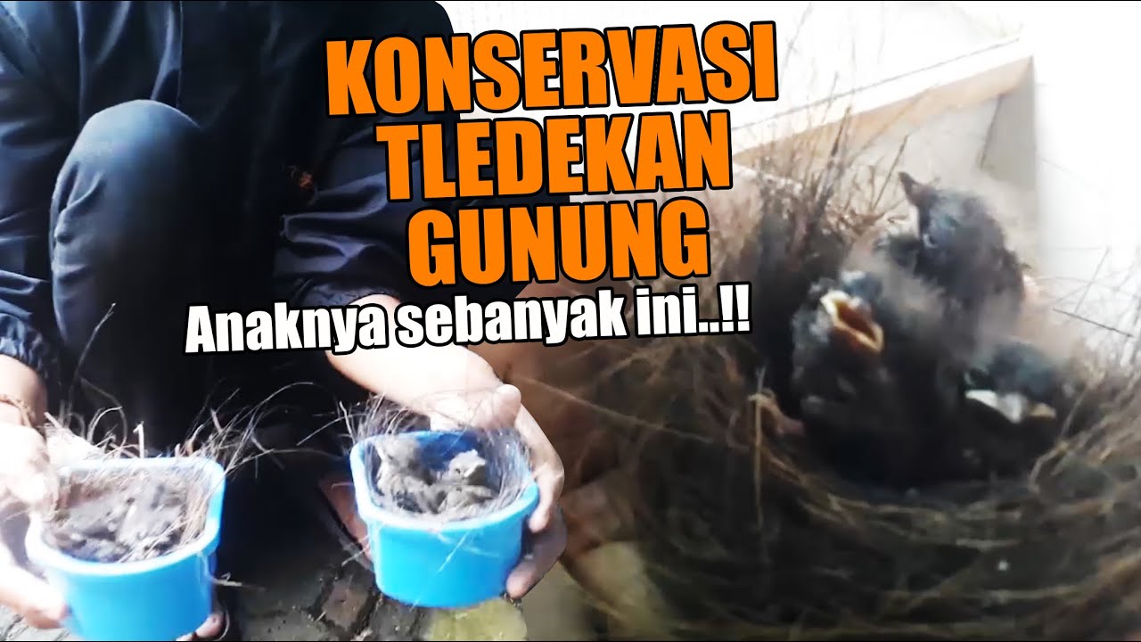 KONSERVASI BURUNG TLEDEKAN GUNUNG, ANAKNYA SUDAH SEGINI BANYAK..MURAI ...