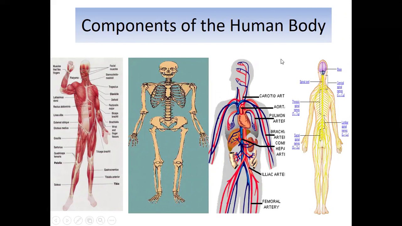 Anatomical position, nomenclature, and organization of the human body ...