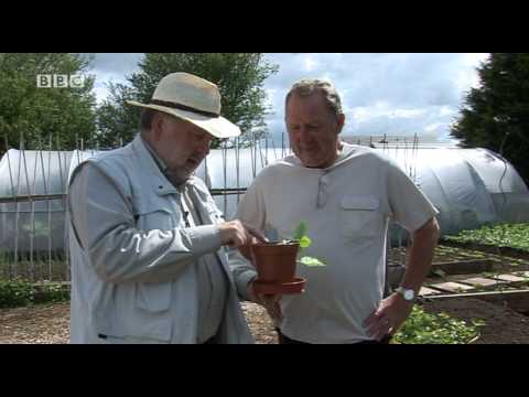 BBC Radio Wales - Roy Noble and his marrows - YouTube