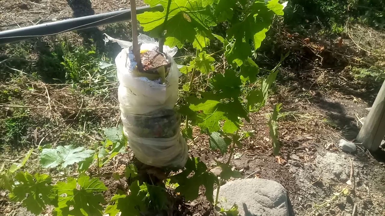 alternativa de un mugron en vid - YouTube