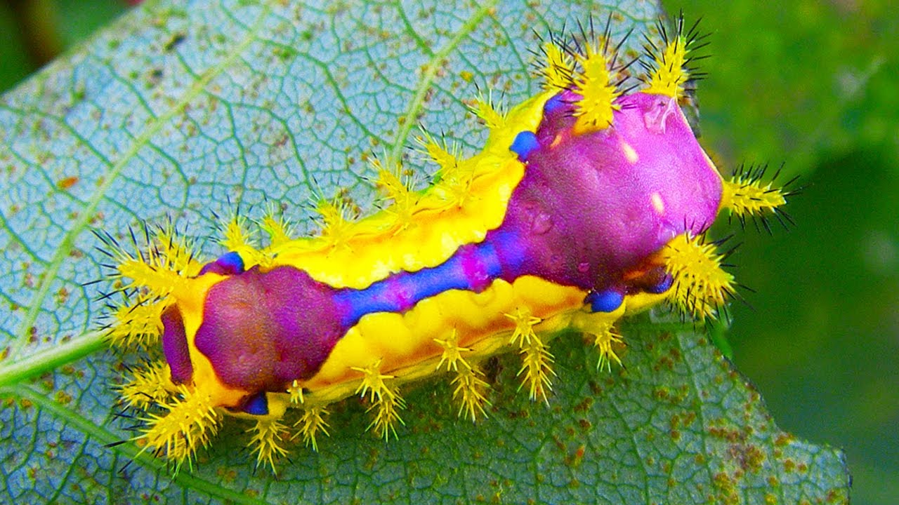 If You Touch This Bug, You'll Get an Electric Shock! - YouTube