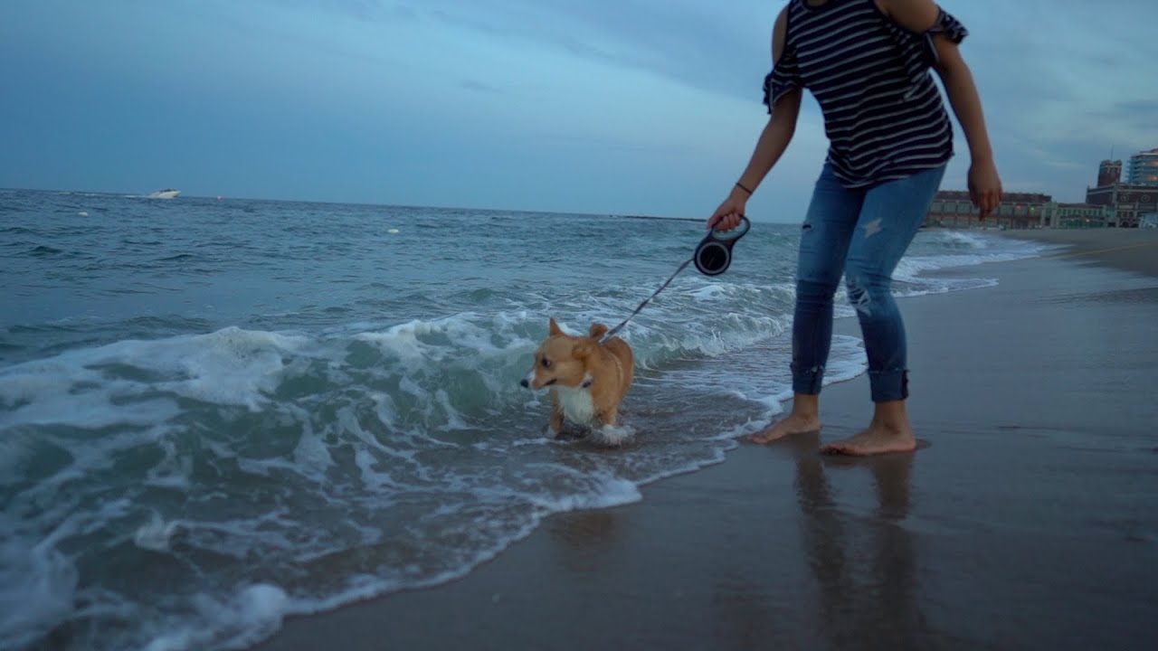 Corgi smacked by waves at the beach - YouTube