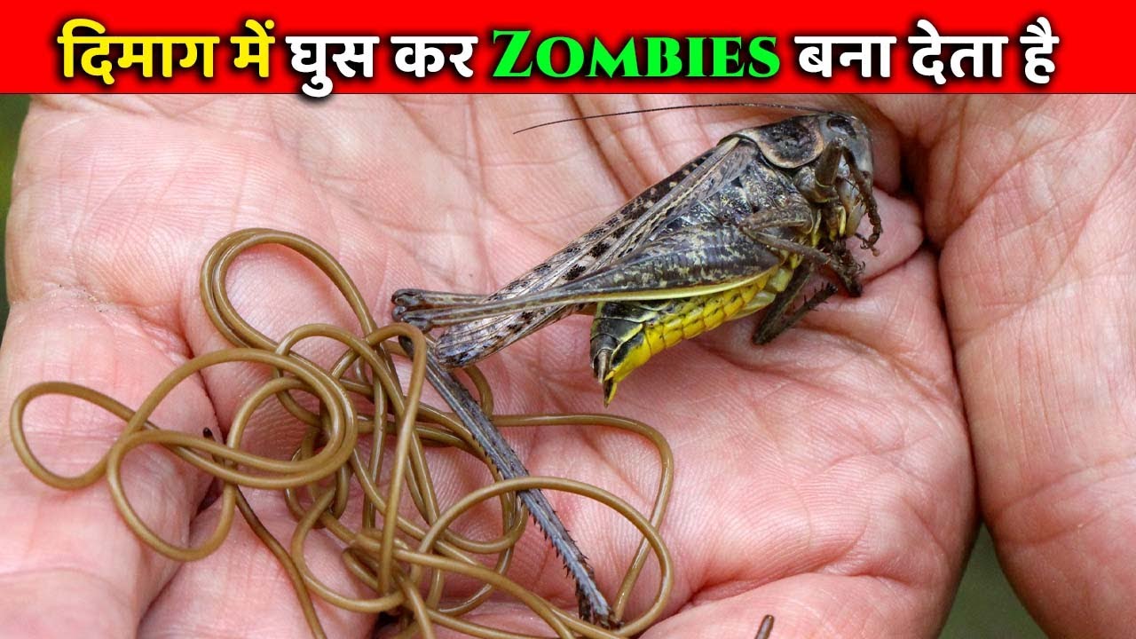 Zombie बनाने वाले कीट , दूर रहना इनसे | Parasites Turn Victims Into ...