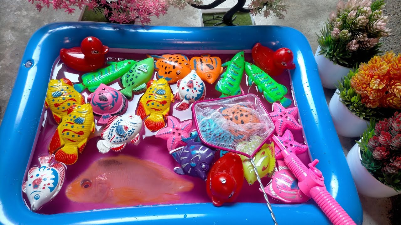 CARI IKAN !!!! DI DALAMN KOLAM ADA IKAN HIDUP YANG BERSEMBUNYI ...
