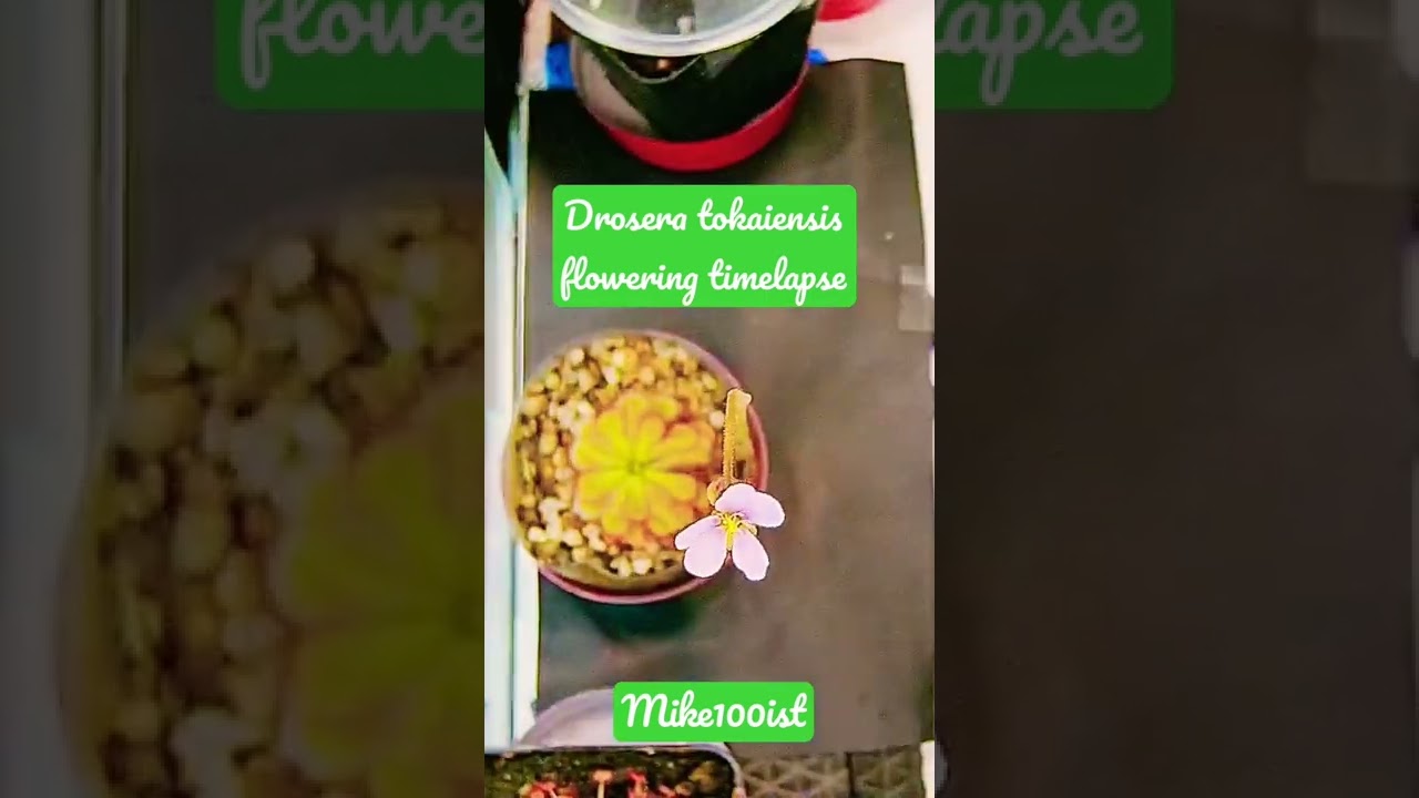 Drosera tokaiensis flowering time-lapse - YouTube