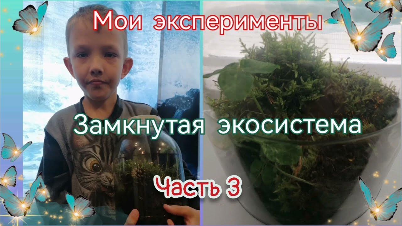 Замкнутая экосистема. Часть 3. Новая экосистема в аквариуме - YouTube