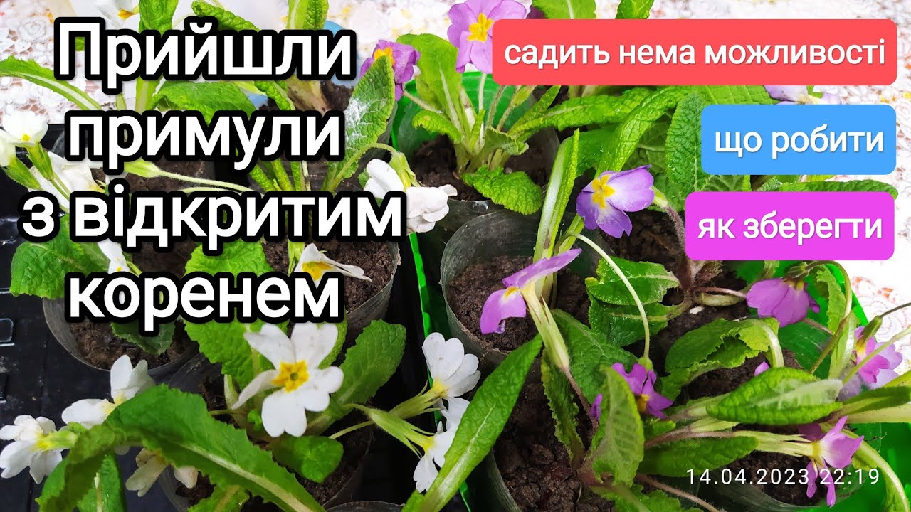 Приїхали квіти з голим корінням висаджувати неможливо🌧️Що робити