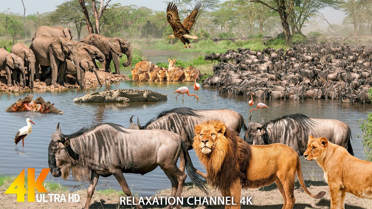 Relaxation Channel 4K : Etosha National Park , Namibia - Scenic ...
