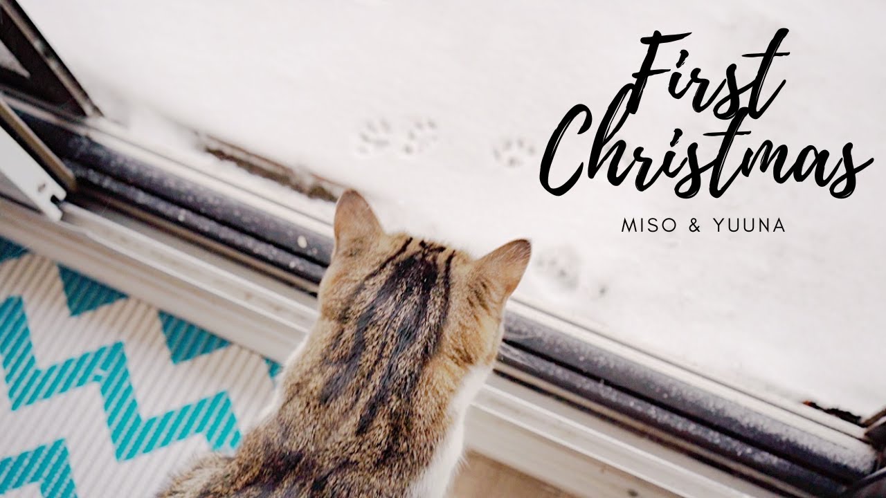 Our Kittens' First Christmas - YouTube