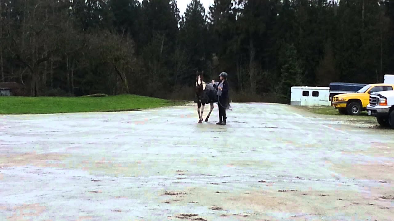 Flower trot 02-16-2016 - YouTube