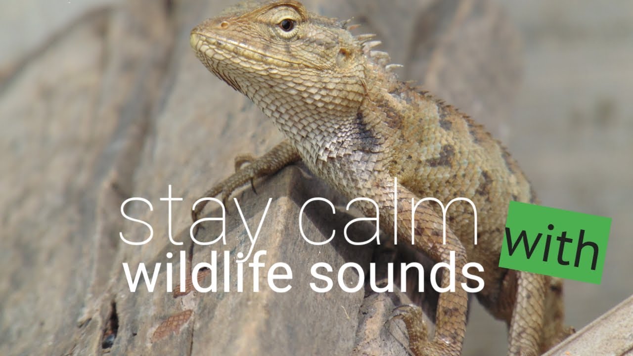 wonderful nature sounds, birds singing, cool Chameleons for calming ...