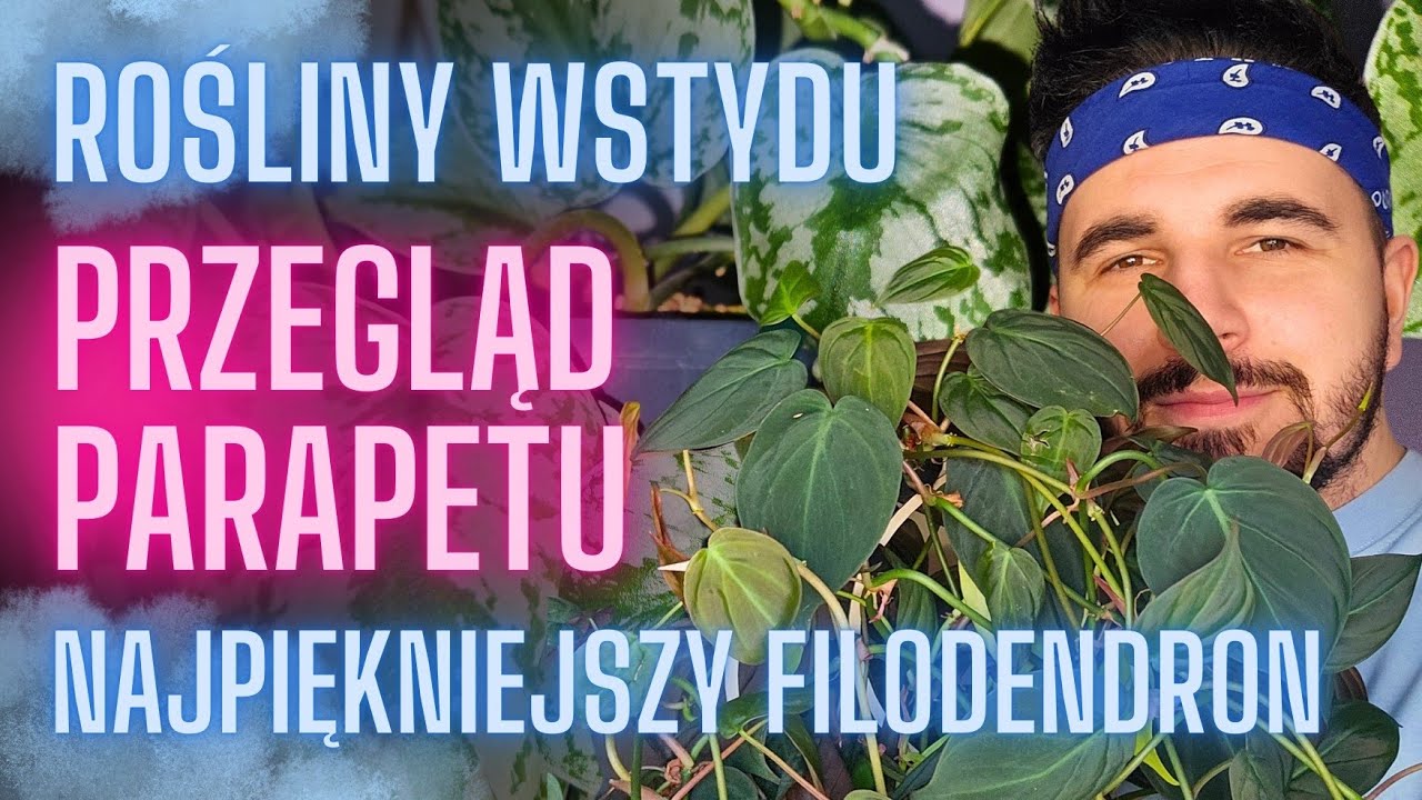 PLANT TOUR 🌿 Moje rośliny doniczkowe na parapecie i kwietniku - YouTube