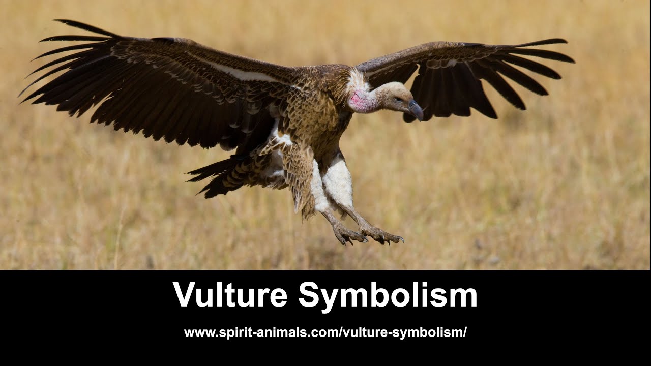 Vulture Symbolism YouTube vulture-symbolism-youtube
