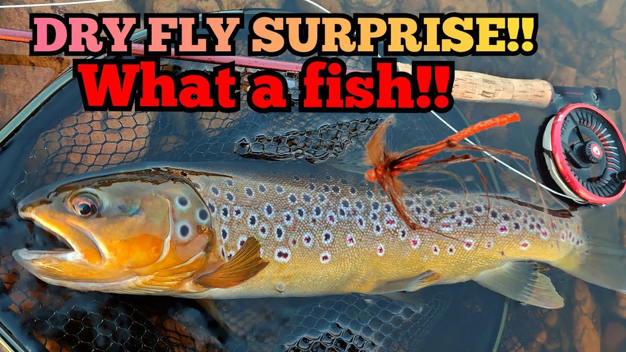 What a surprise - BIG TROUT on a dry daddy. Fly fishing for wild hill ...