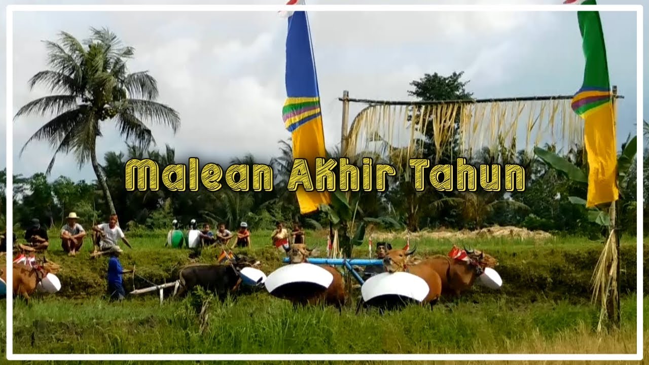 Malean Sampi || Karapan Sapi Lombok || Merce 12/12/2021 - YouTube