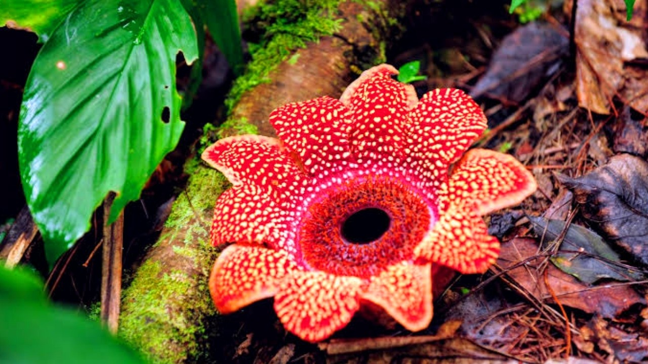 Meet the World’s 13 Most Elusive and Incredibly Rare Plants That Few ...
