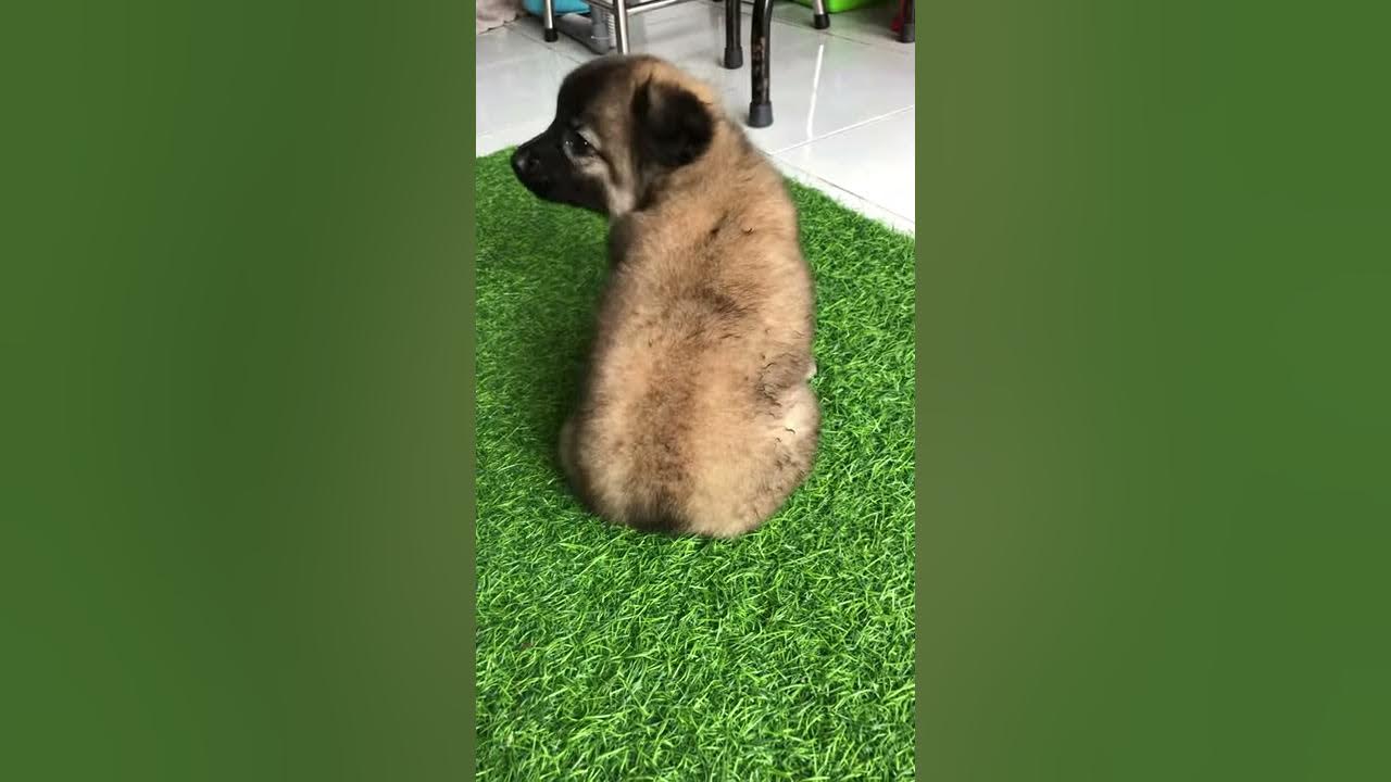 Xạo chó là có thật - YouTube