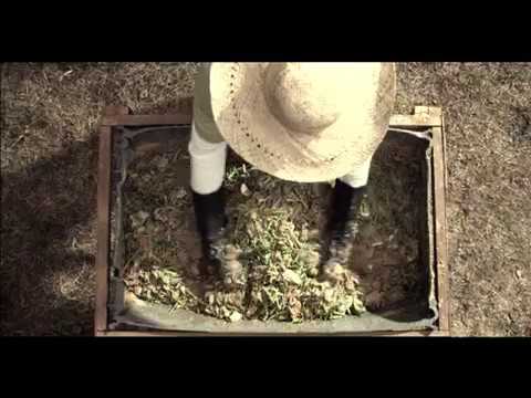 B-MEG PREMIUM HOG - BREEDER TVC - YouTube