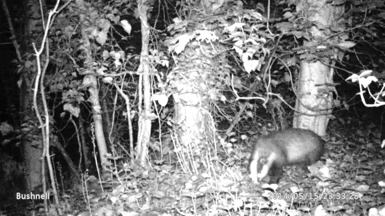 Badger discovering peanuts - YouTube