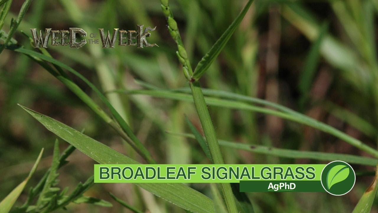 Broadleaf Signalgrass