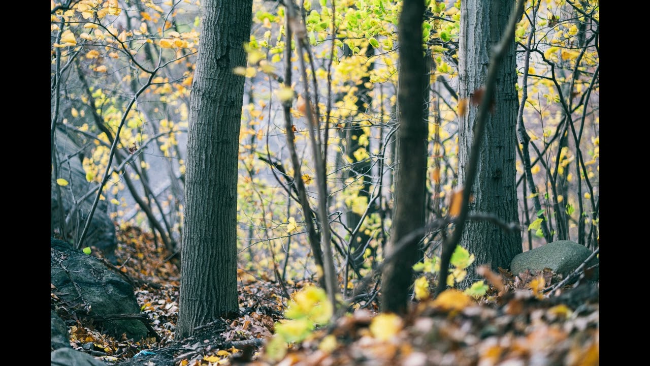 Forest Sounds | Woodland Ambience, Bird Song |KindRed Nature| # ...