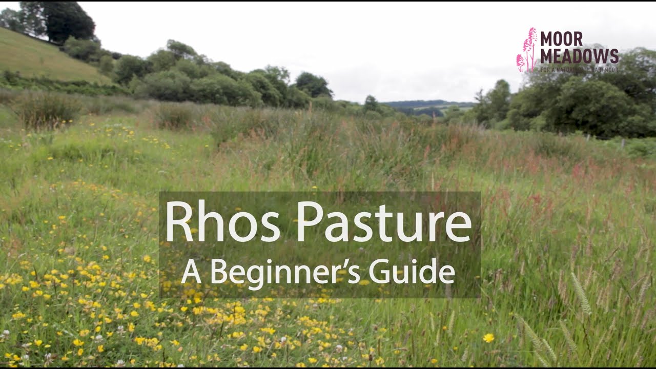 Rhos Pasture Plant ID: a nationally rare habitat - YouTube