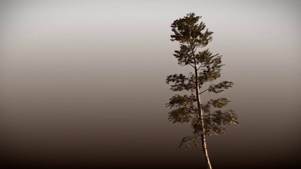 Houdini - Dynamic Tree - YouTube