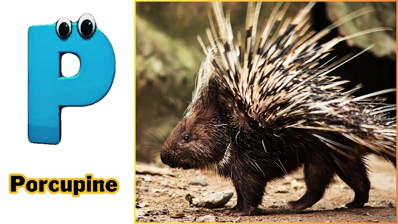 ABC Animals (Mammals) Song | Real Animals Song | Learn English ...