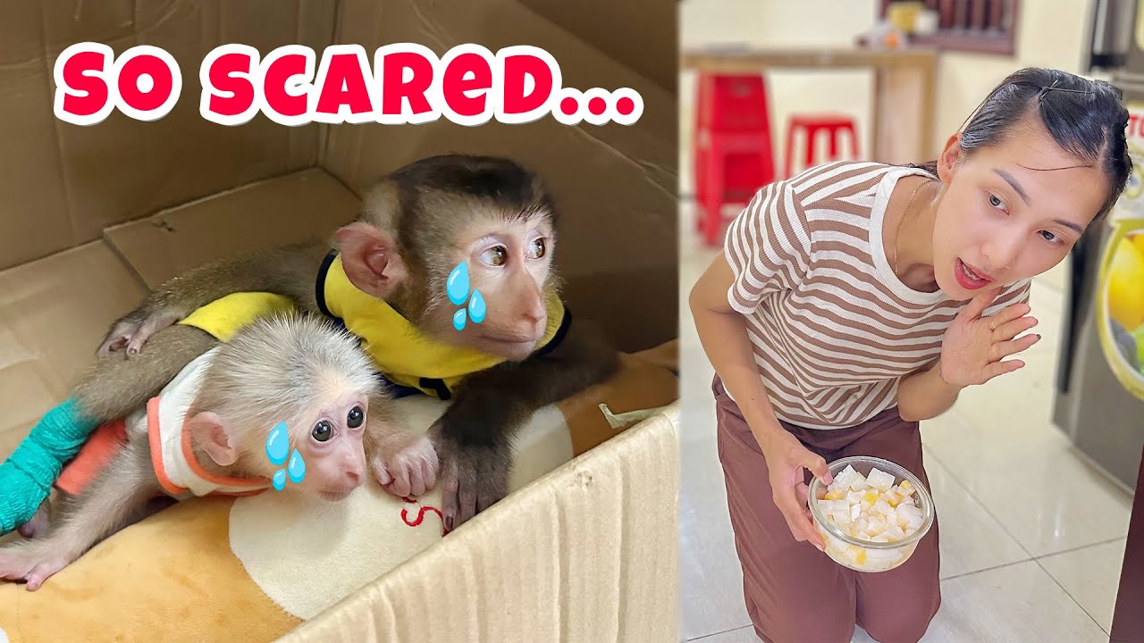 What happened that made PiPi and TiTi so scared? - YouTube