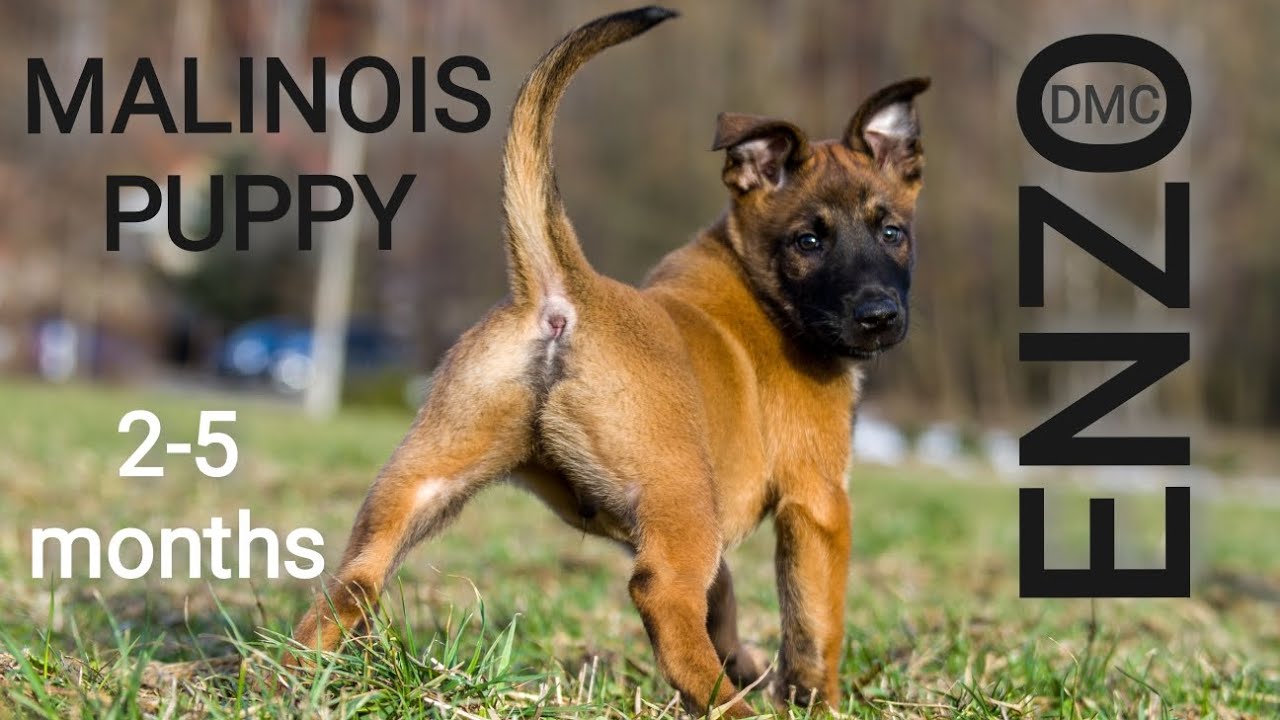 Щенок малинуа готовится к IGP -Malinois pup ENZO preparing to IGP 2-5 ...