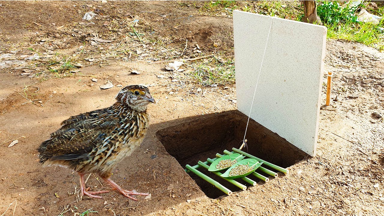 Amazing Bird Trap - DIY Underground Quail Trap Make From Tile and Wood ...