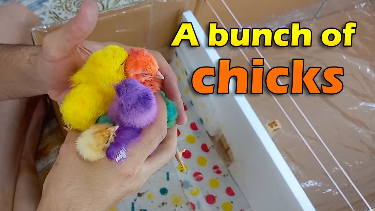 A bunch of chicks!! - YouTube