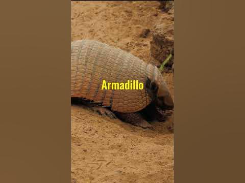 Armadillo: Armadillos are mammals native to Central and South America ...