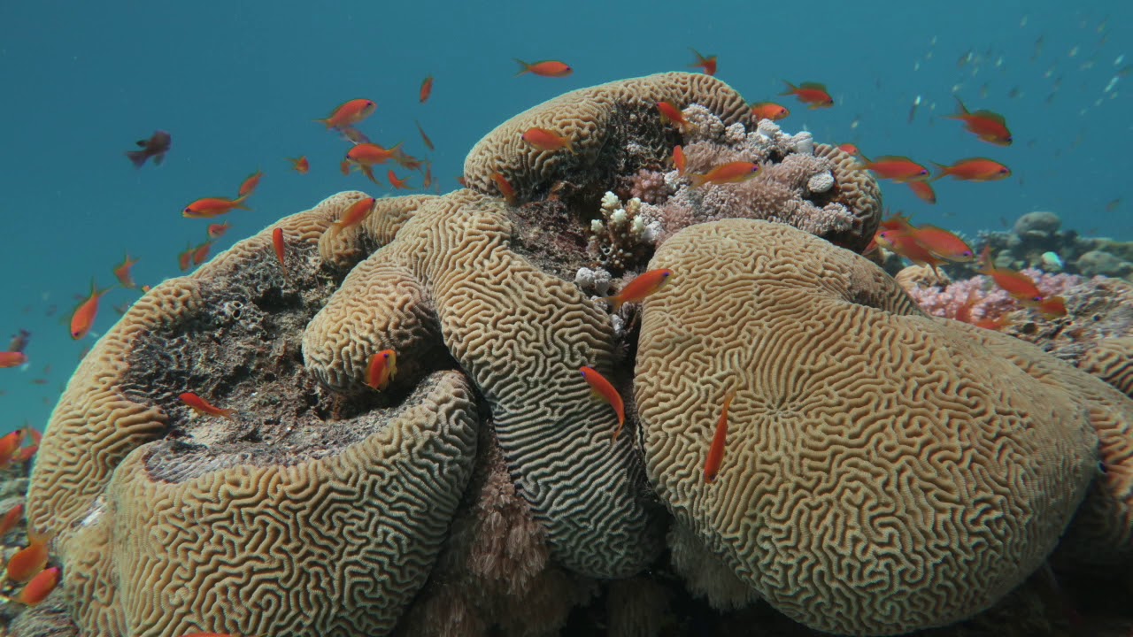 IMMERSIONI IN MAR ROSSO - YouTube