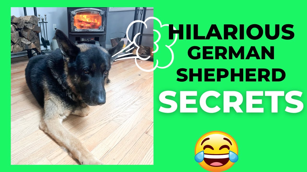 I WAS POSSESSED! The Story of a German Shepherd’s Haunted Patootie 😂 ...
