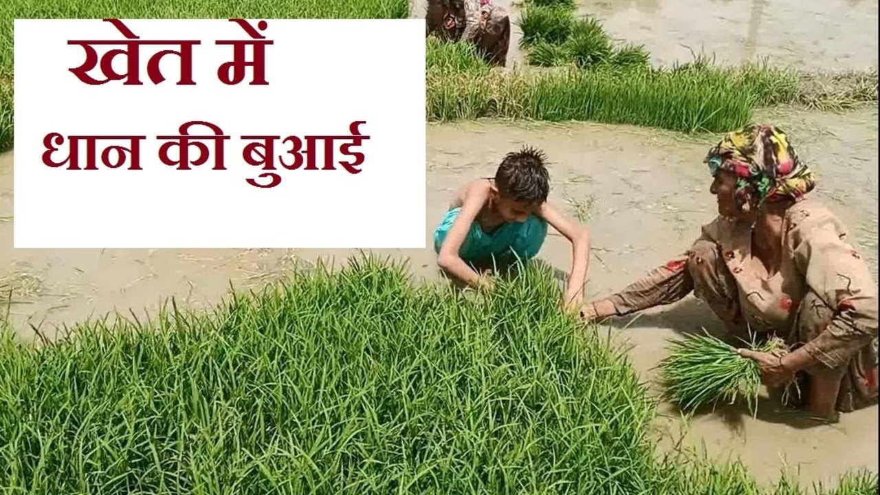 आज हमारे खेत में की धान की बुआई , देखे धान का खेत कैसे तैयार करते ह ...