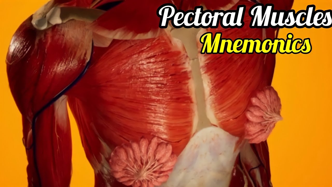 Muscles of pectoral region mnemonic | Pectorals muscle Mnemonics ...