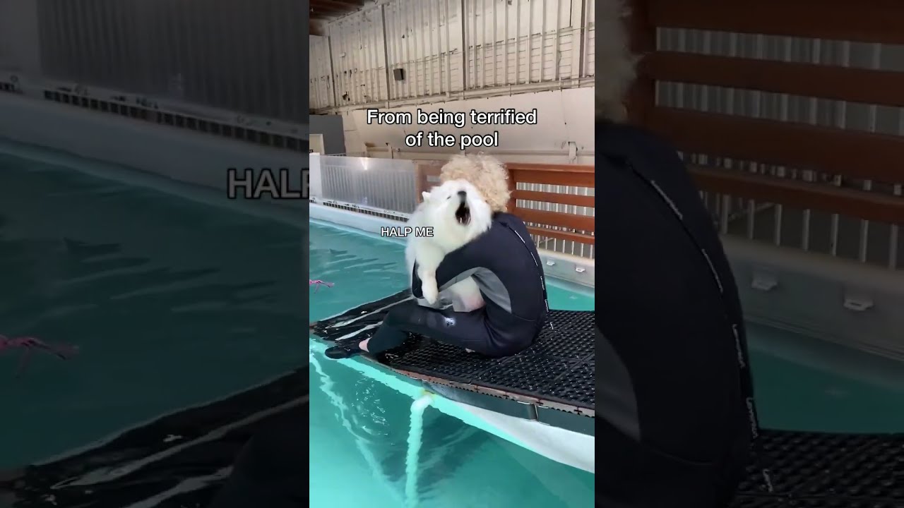 I’m so proud of this little landcloud #dog #samoyed #shorts - YouTube